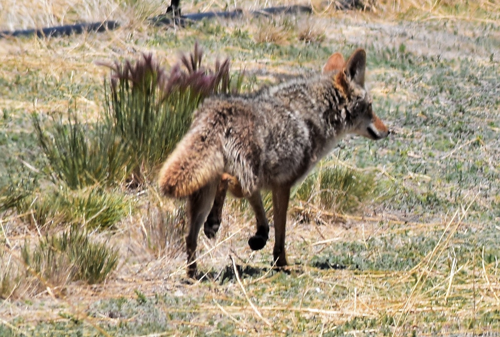 Kyote Bayte Cycling USA – keep going